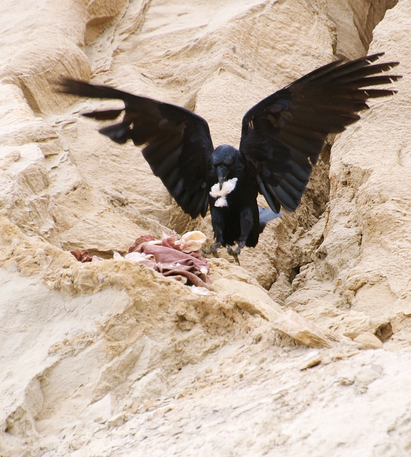 NW Bird Blog: Common Raven